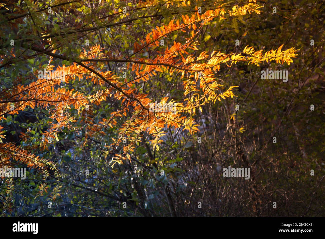 Autumn tree leaves texture background. leaf background texture Stock ...