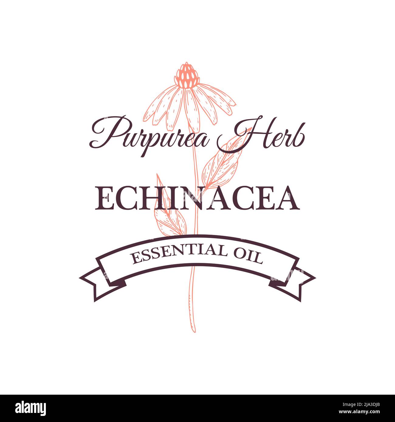 Hand drawn vintage Echinacea extract design isolated on white. Vector ...