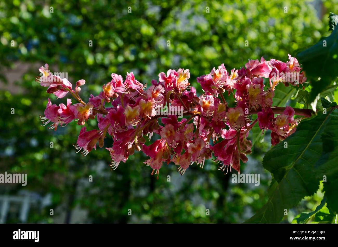 Red horse-chestnut, Aesculus hippocastanum or Conker tree with flower ...