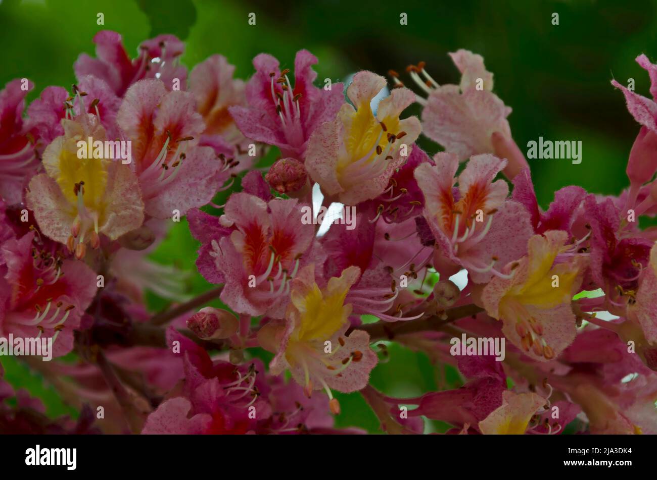Conker tree hi-res stock photography and images - Alamy