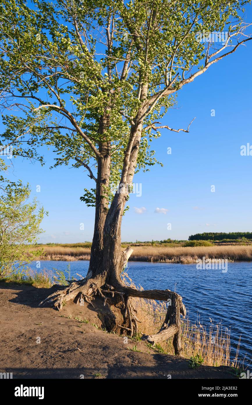 Old tree on river bank with spreading roots Stock Photo - Alamy