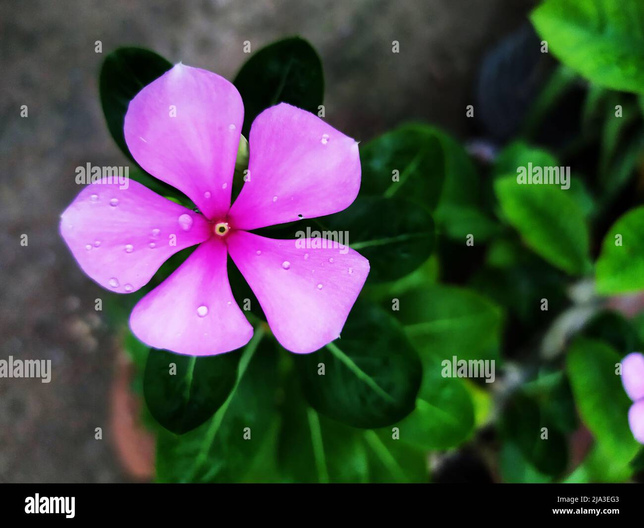 Periwinkle background hi-res stock photography and images - Alamy