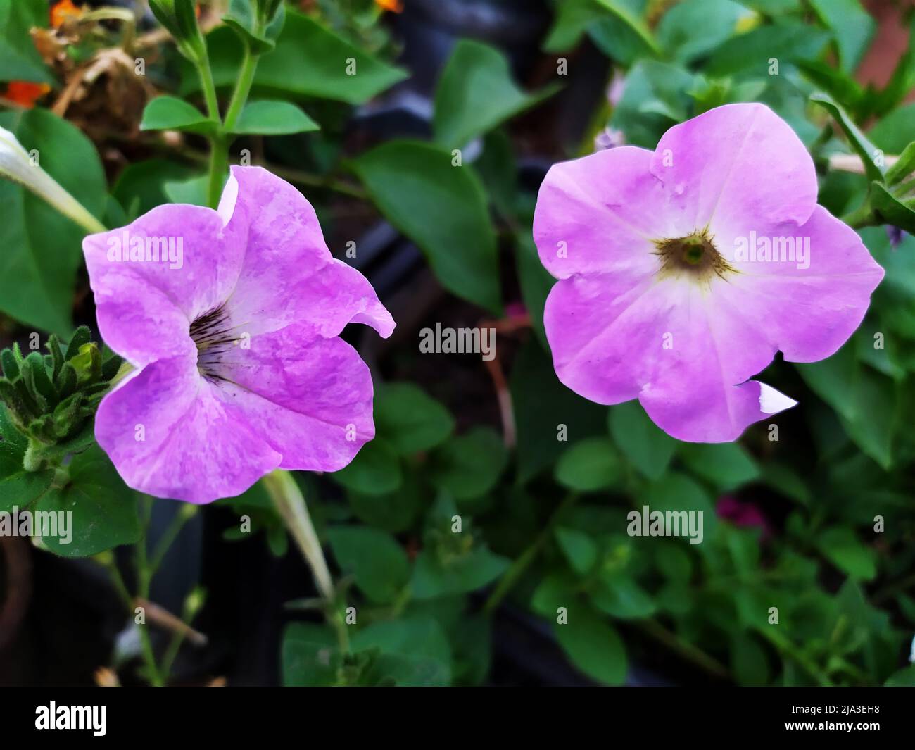 Petunia is a genus of 20 species of flowering plants of South American ...