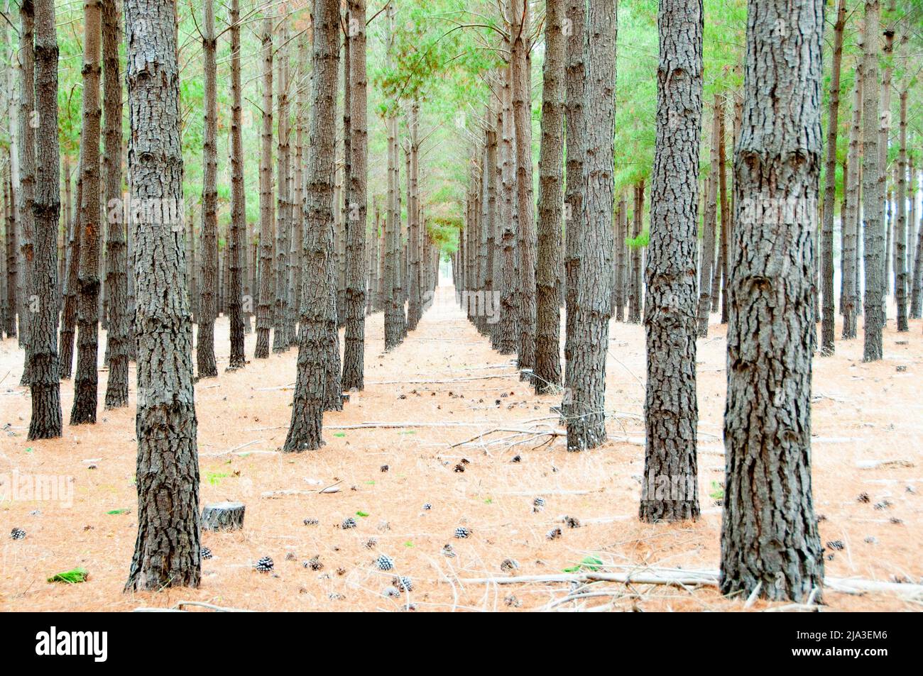 Radiata Pine Plantation - South Australia Stock Photo - Alamy