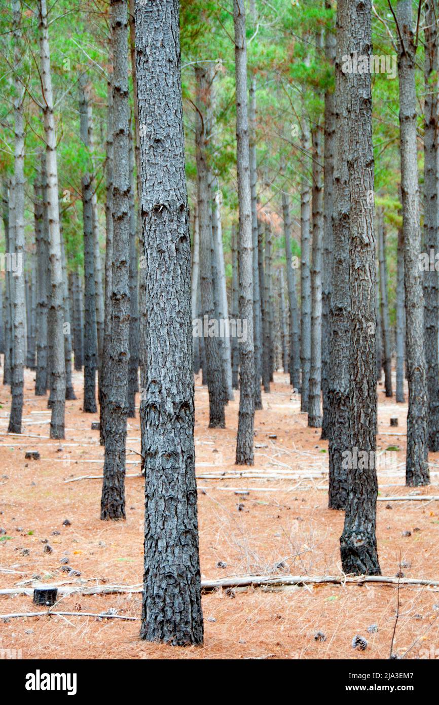 Radiata pine hi-res stock photography and images - Alamy