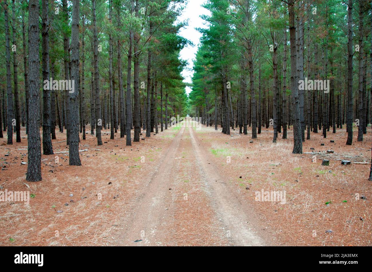 Monterey pine plantation pinus radiata hi-res stock photography and ...