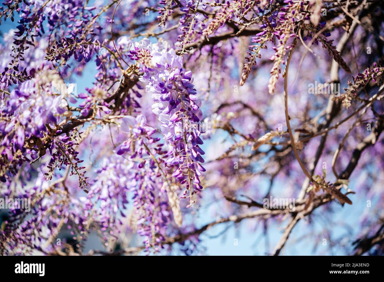 Wisteria blooming in the park in spring Stock Photo - Alamy