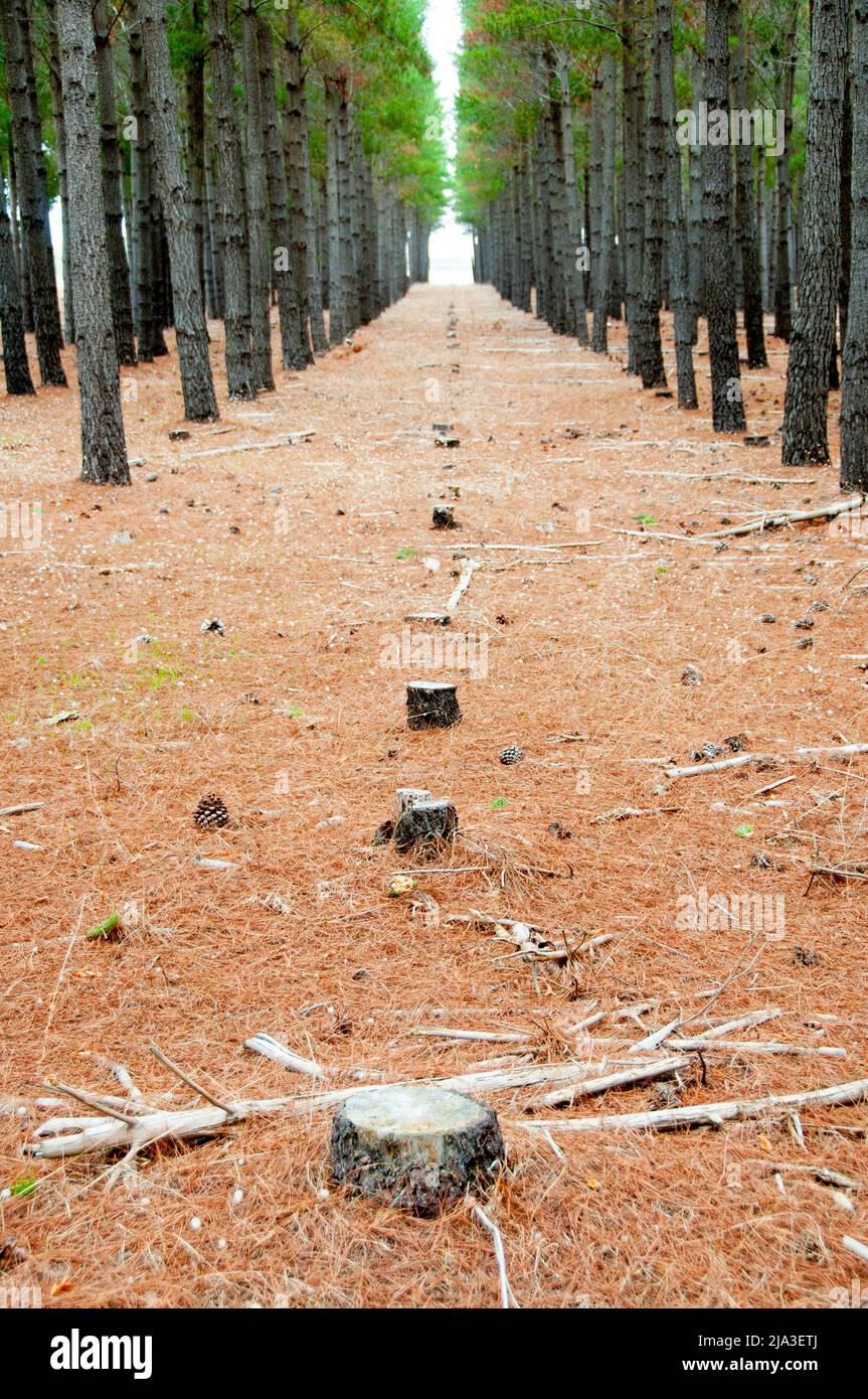 Radiata pine hi-res stock photography and images - Alamy