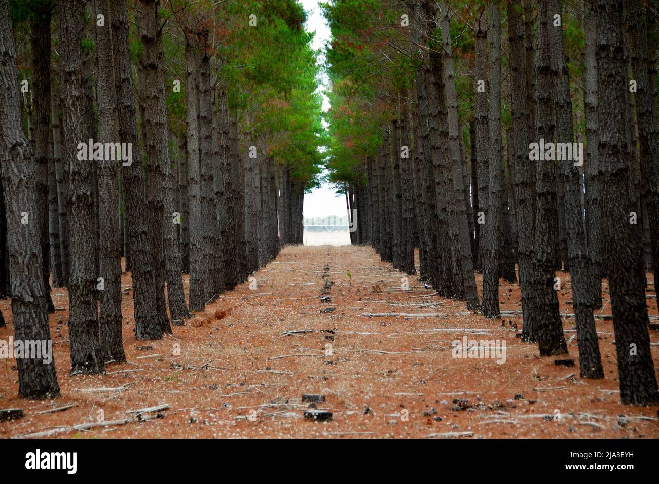 Radiata Pine Plantation - South Australia Stock Photo - Alamy