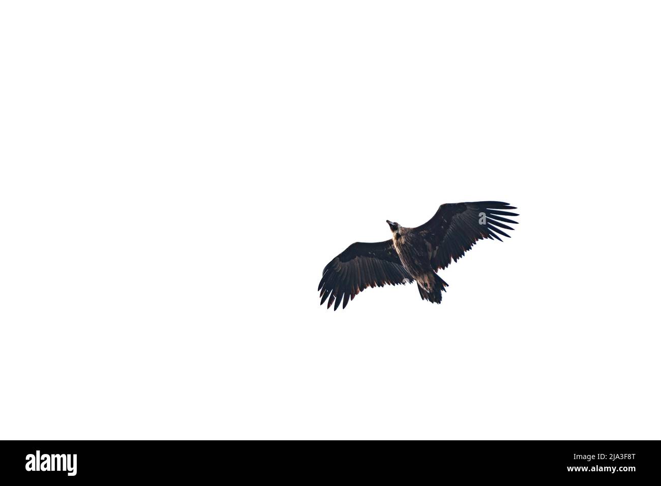Bottom view of vulture flying isolated on white background Stock Photo ...