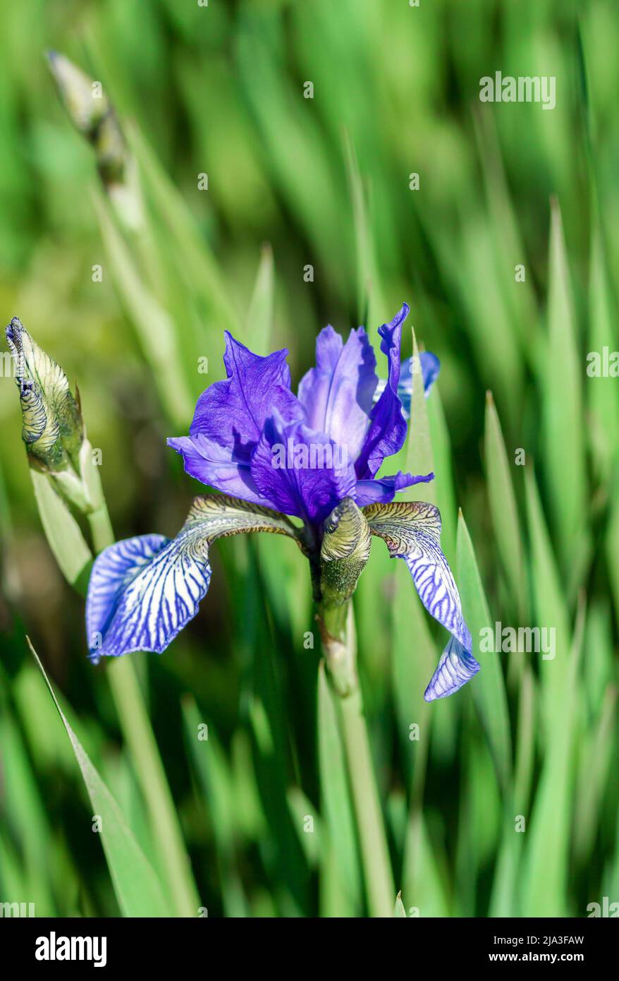 View of a flowering iris on a sunny day Stock Photo - Alamy
