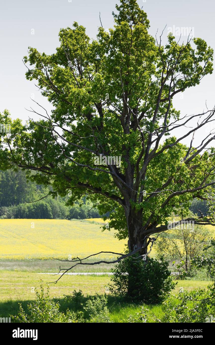 Landscape with an old oak tree in a field Stock Photo - Alamy