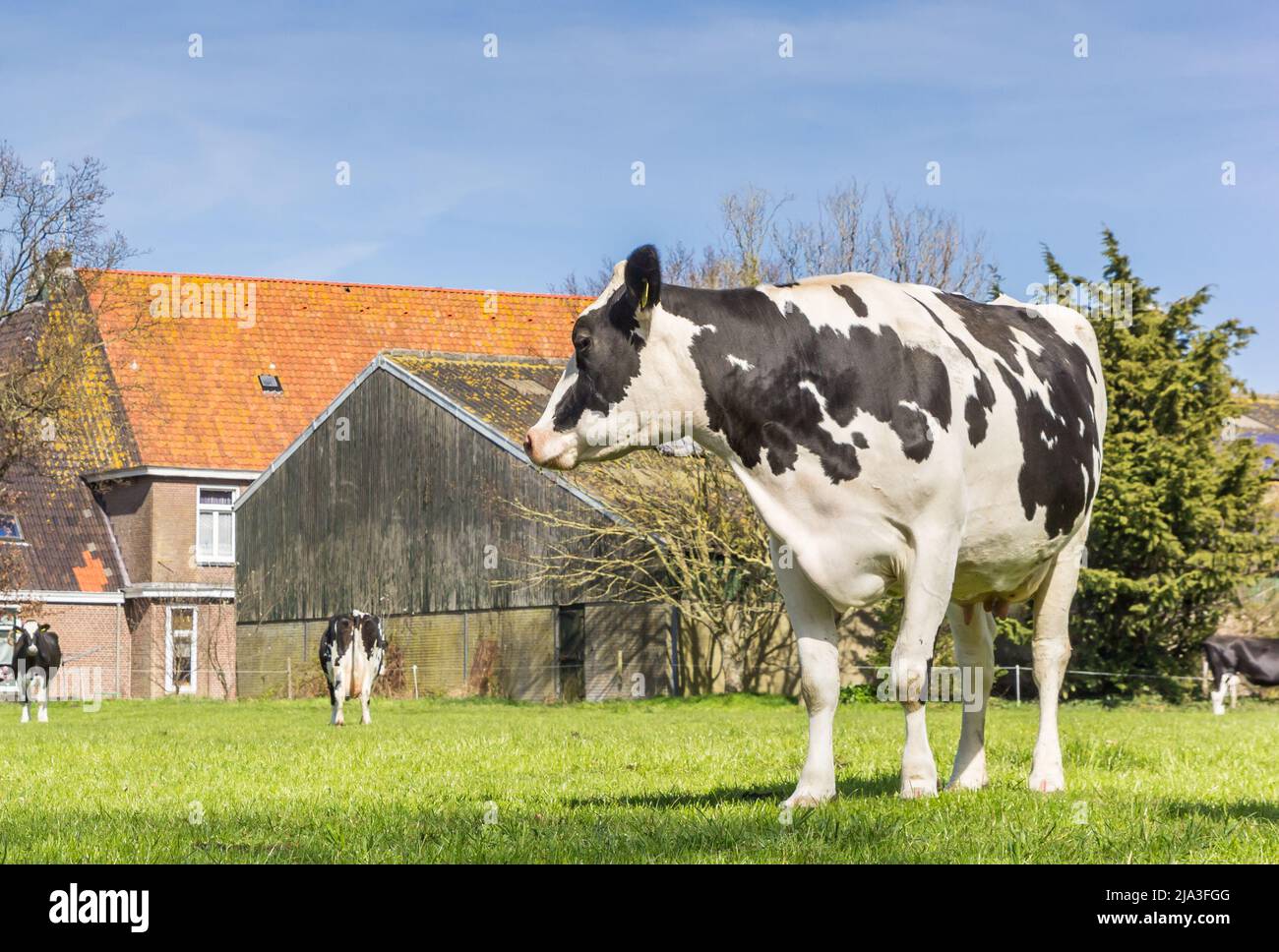 Black and white holstein cow at a farm in Gaasterland, Netherlands ...