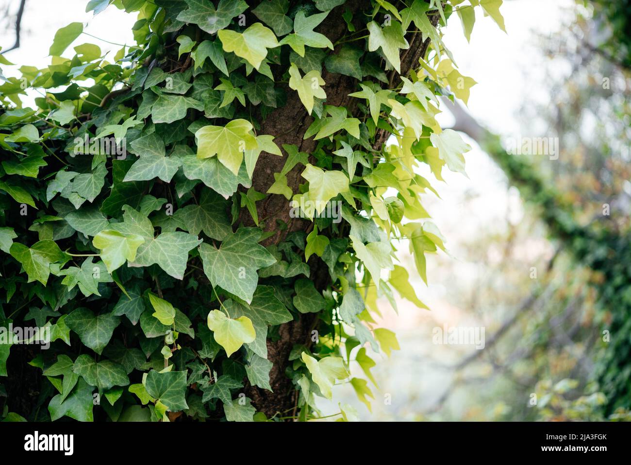 Vine climbing tree trunk hi-res stock photography and images - Alamy