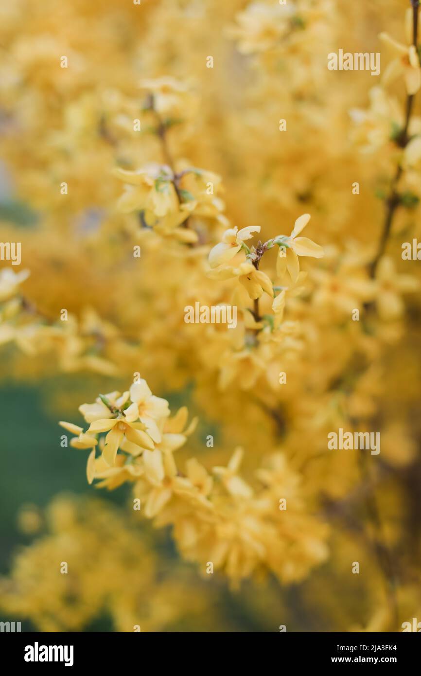 blossoming yellow flowers of forsythia in the garden in the spring ...