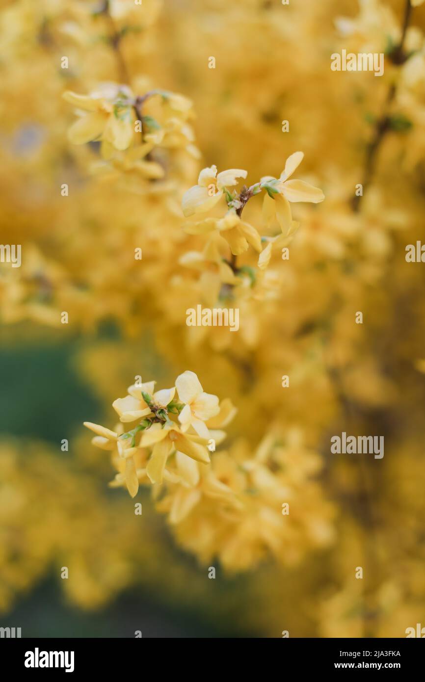 blossoming yellow flowers of forsythia in the garden in the spring ...