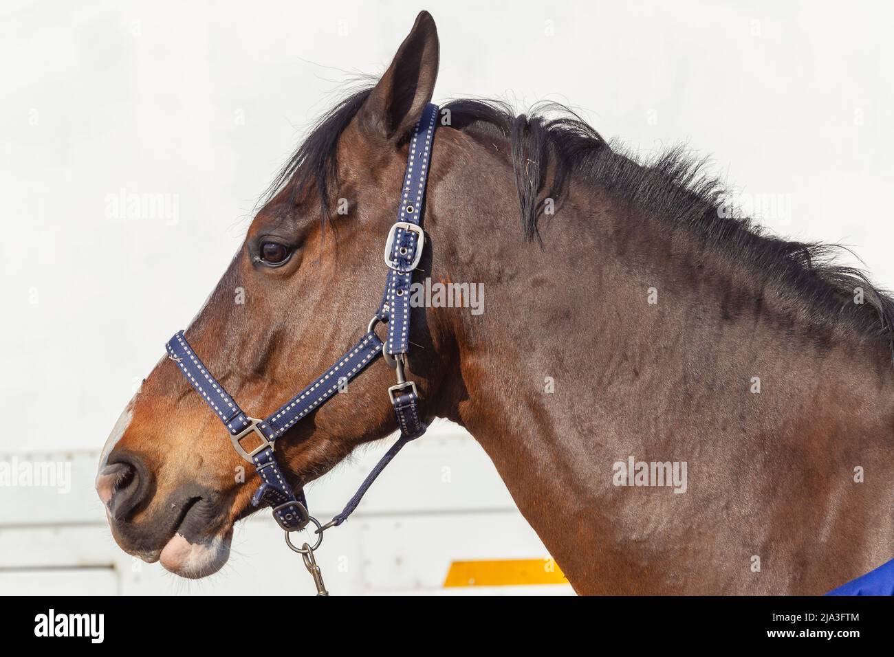 Horse pony close up head neck side portrait profile against white ...
