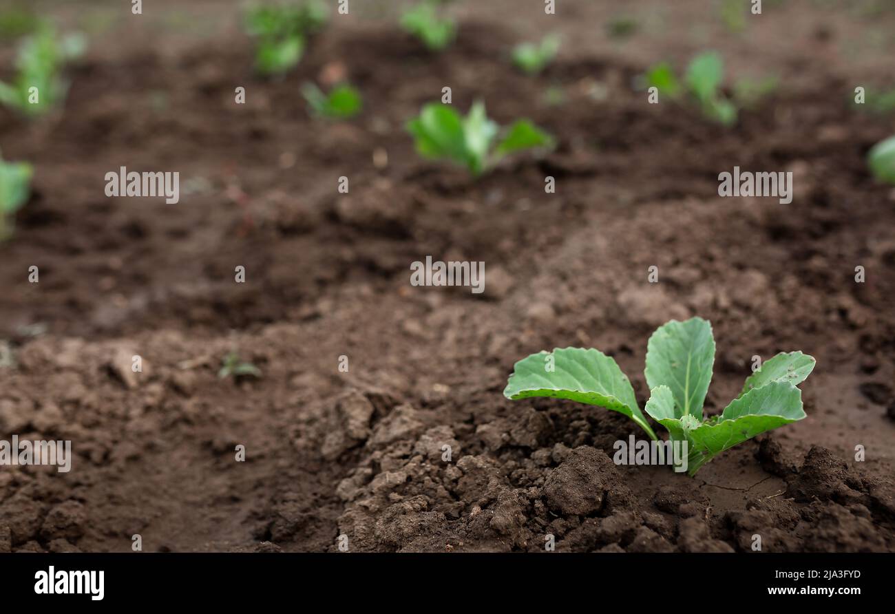 Cabbage seedlings planted. Vegetable garden, agriculture, rural ...