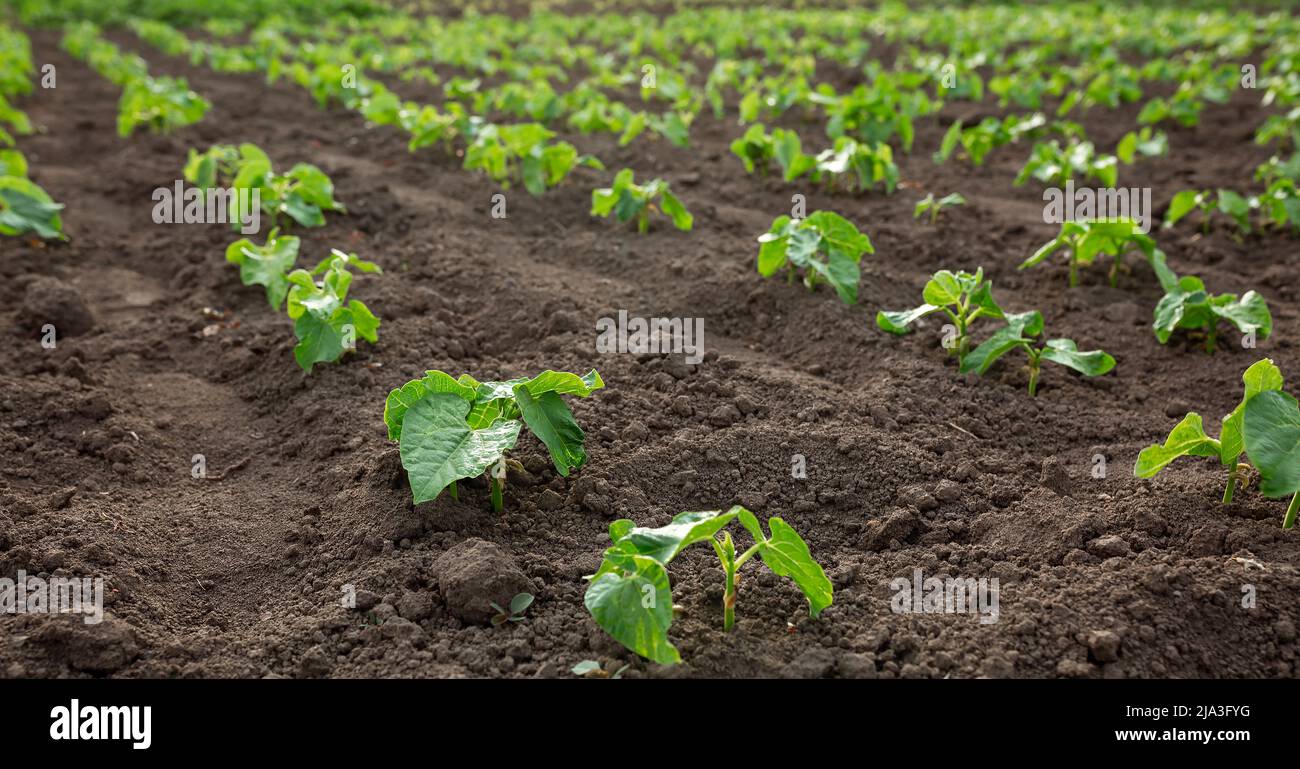 Beans planted on seedlings. Vegetable garden, agriculture, rural ...