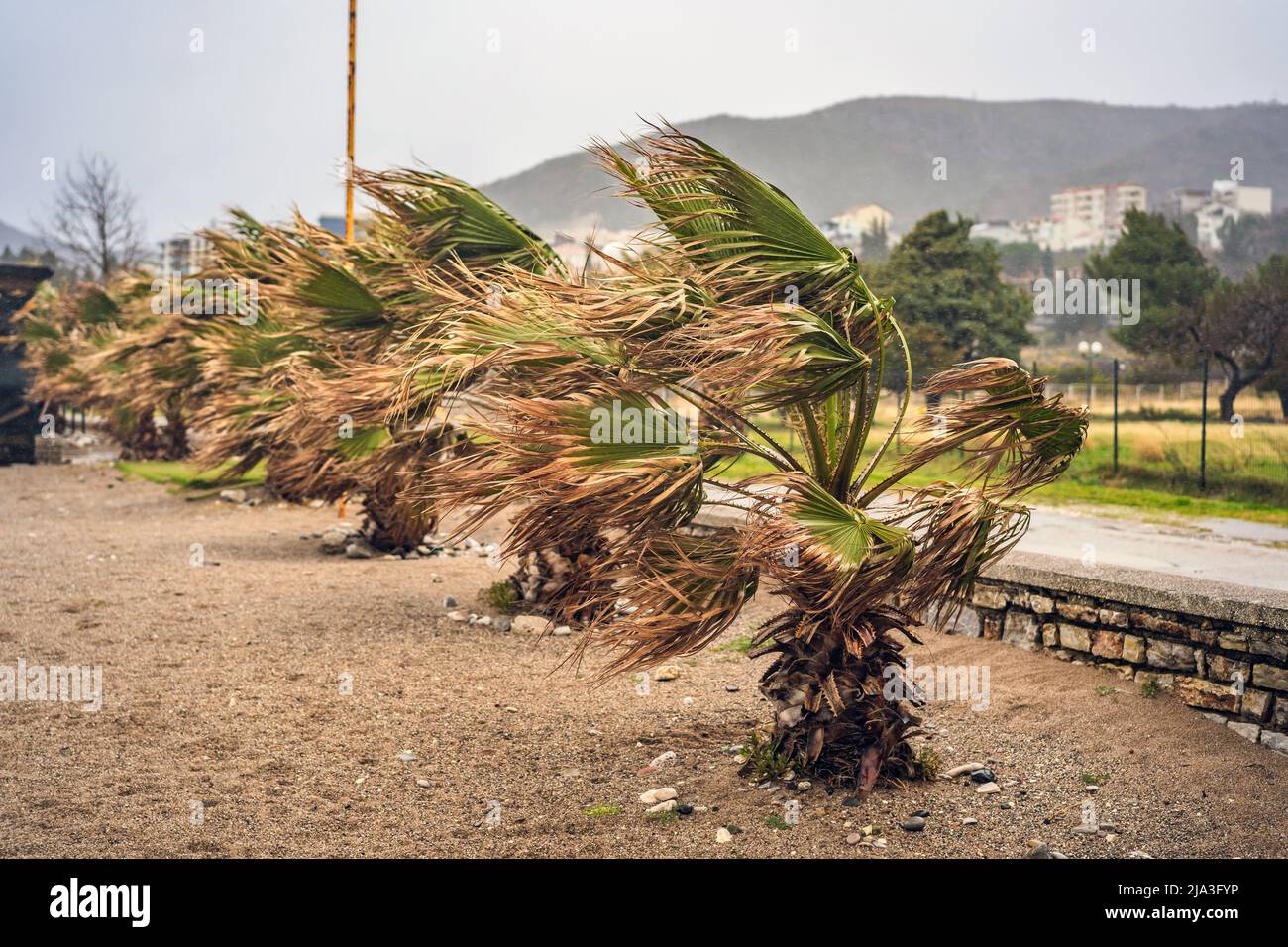 Tropical storm, heavy rain and high winds in tropical climates. Palm ...