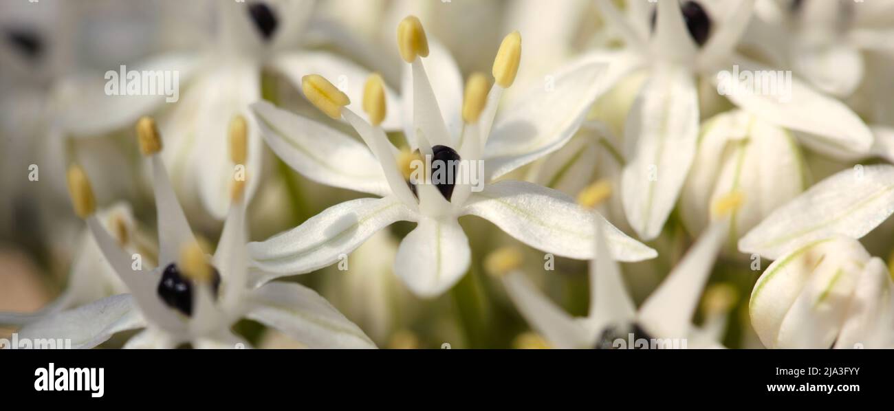 Arabian star flower ornithogalum arabicum hi-res stock photography and ...