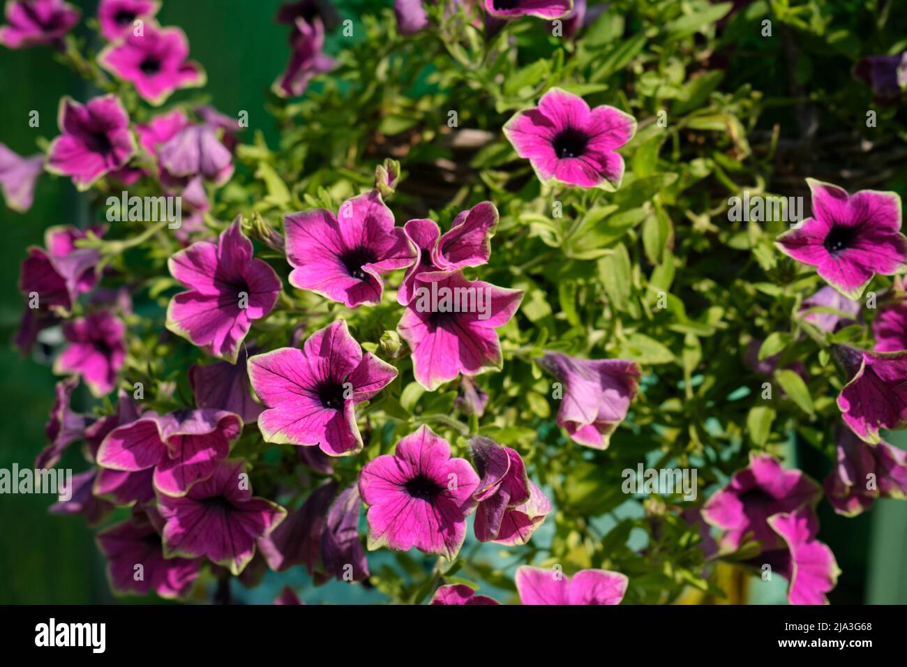 Purple flowers of common garden petunia (Petunia × atkinsiana, synonym ...