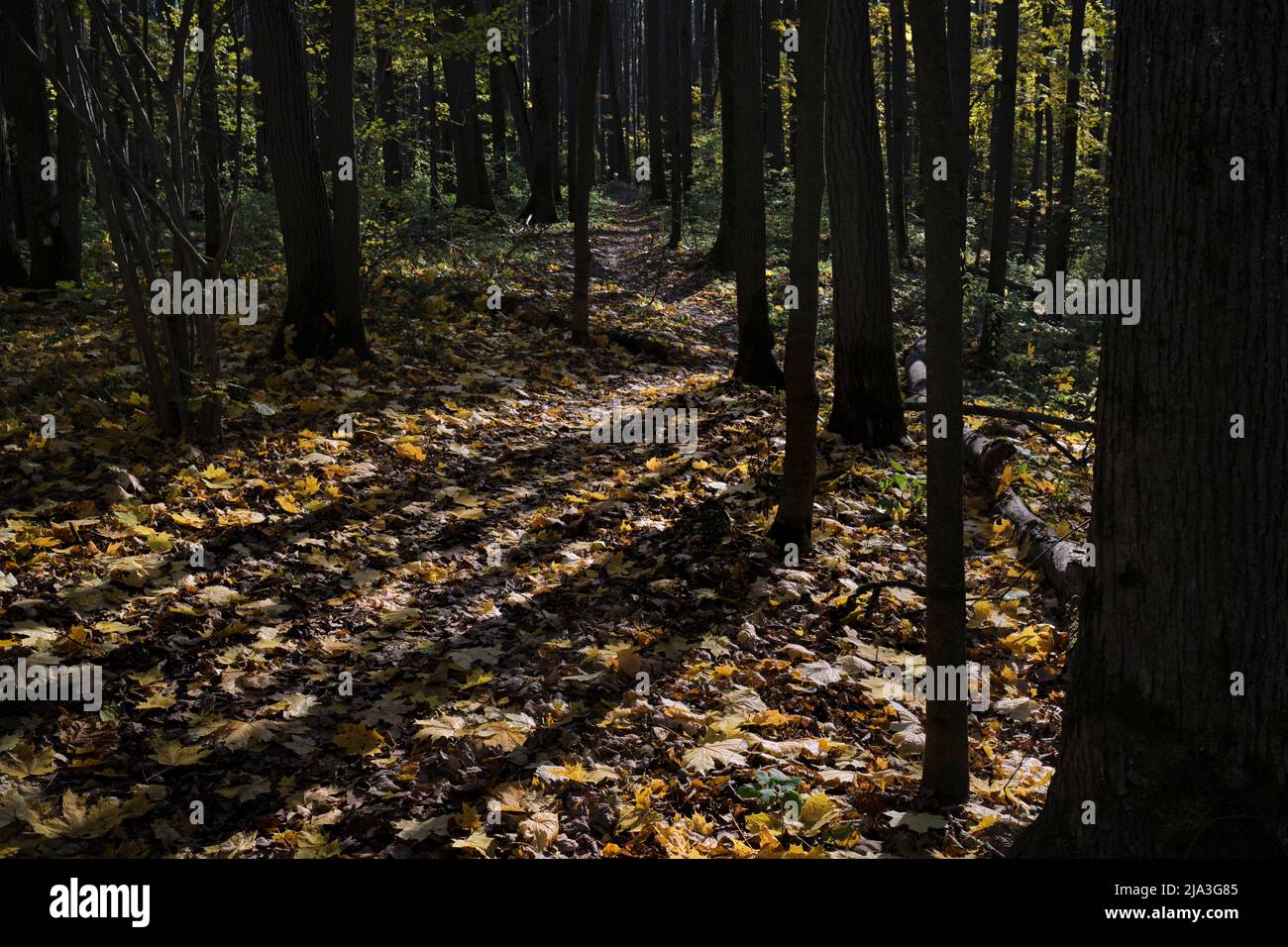 Dark shadows of trees lay on a walking trail in Bitsevski Park (Bitsa ...