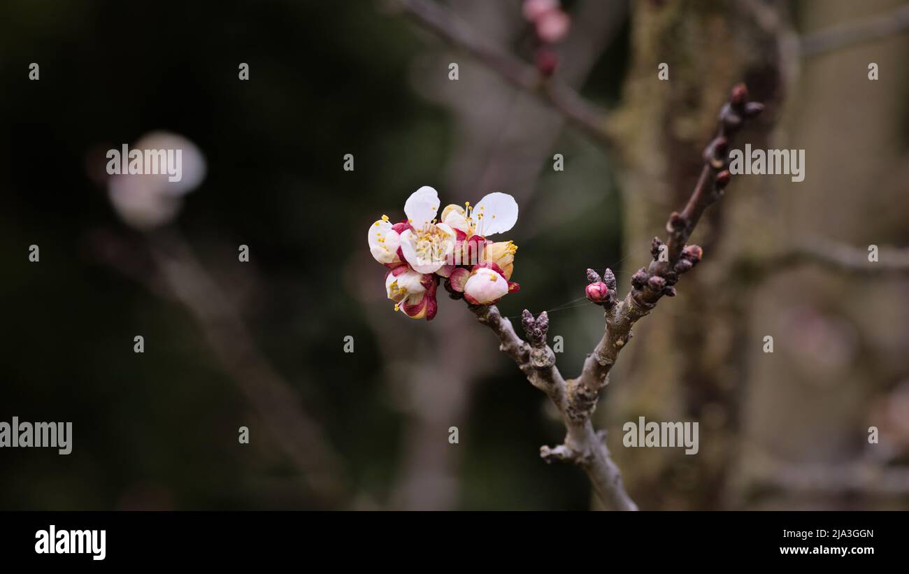 Tree branch early spring growth hi-res stock photography and images - Alamy