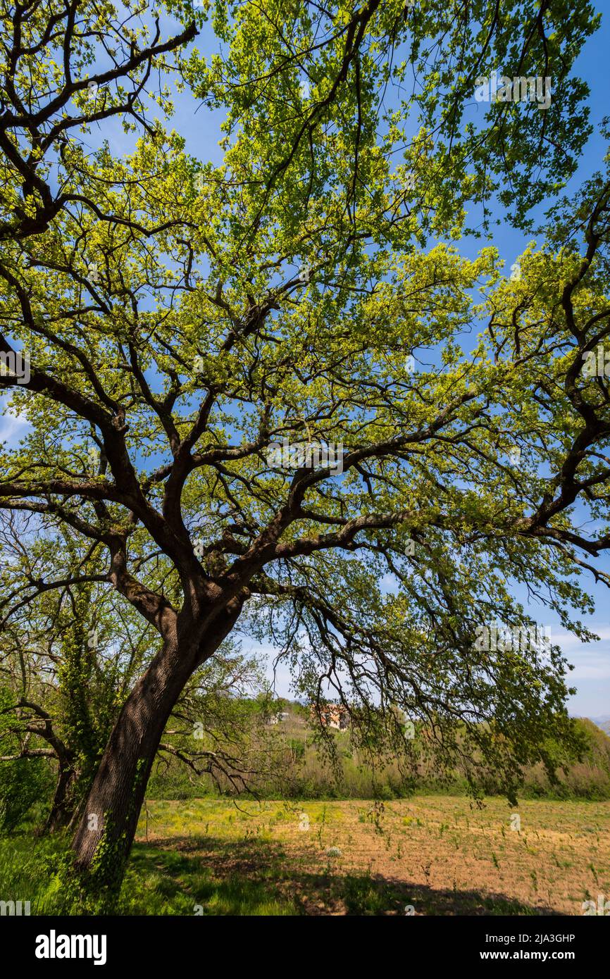 Oak tree. Quercus is a genus of plants belonging to the Fagaceae family ...