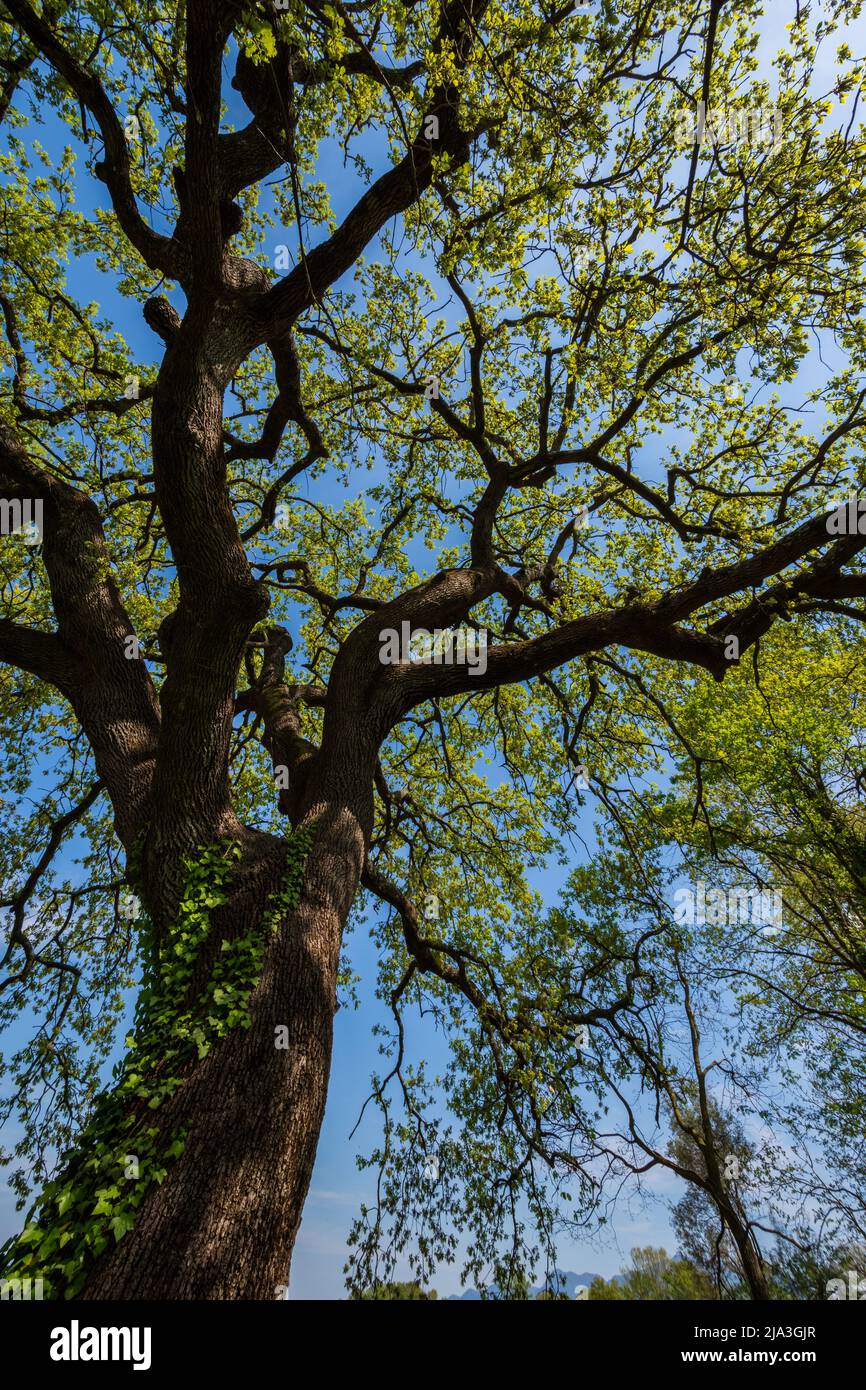 Oak tree. Quercus is a genus of plants belonging to the Fagaceae family ...