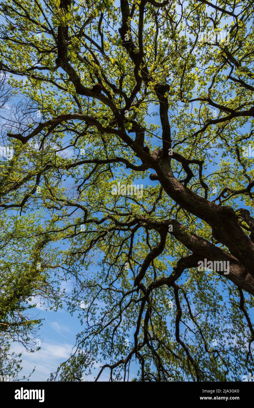 Oak tree. Quercus is a genus of plants belonging to the Fagaceae family ...