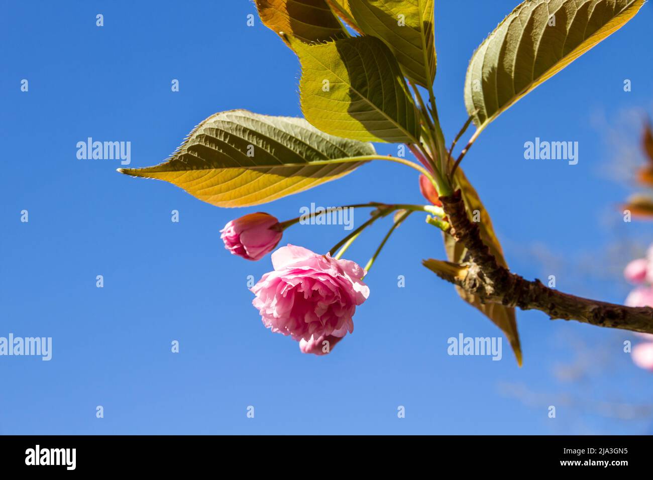 Japanese cherry blossom branch in spring. Blue sky background. Closeup ...
