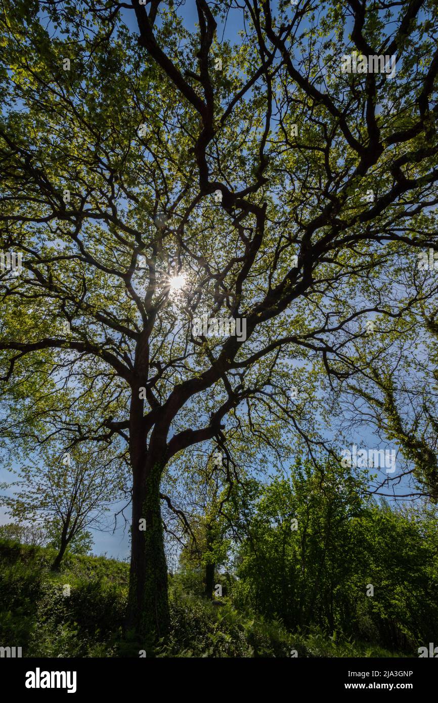 Oak tree. Quercus is a genus of plants belonging to the Fagaceae family ...