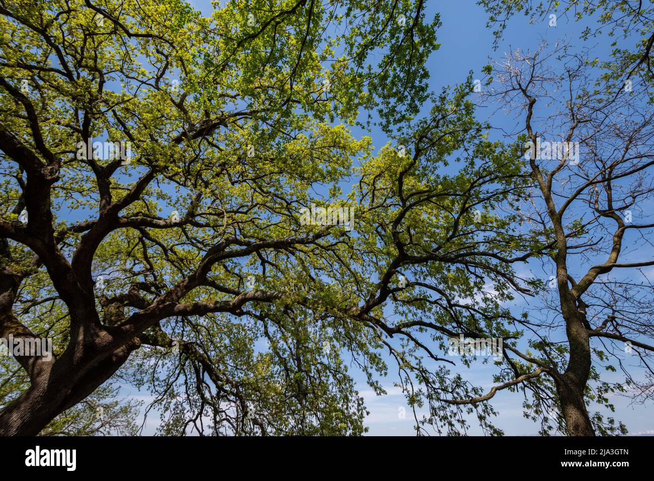 Oak tree. Quercus is a genus of plants belonging to the Fagaceae family ...