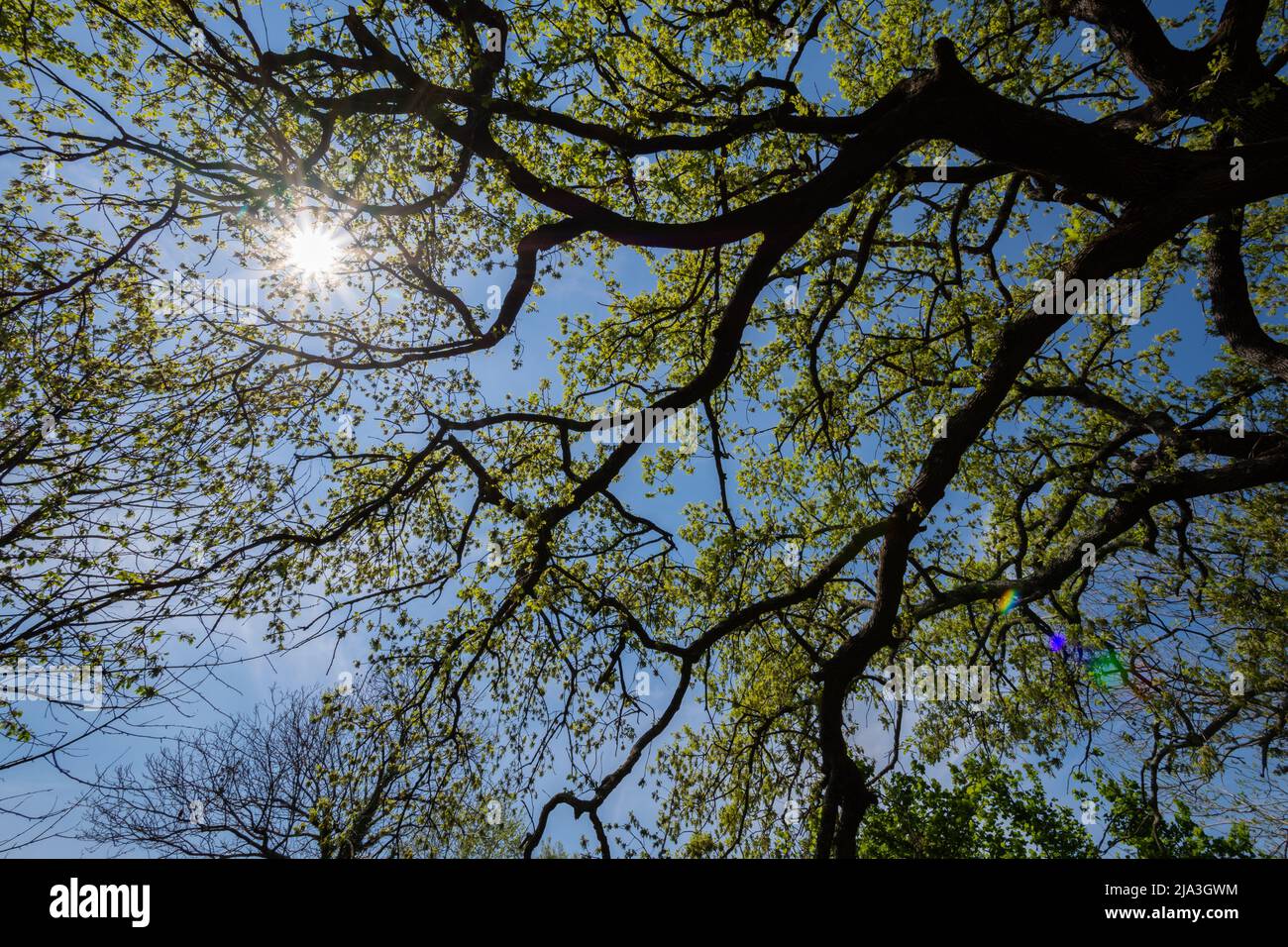Oak tree. Quercus is a genus of plants belonging to the Fagaceae family ...