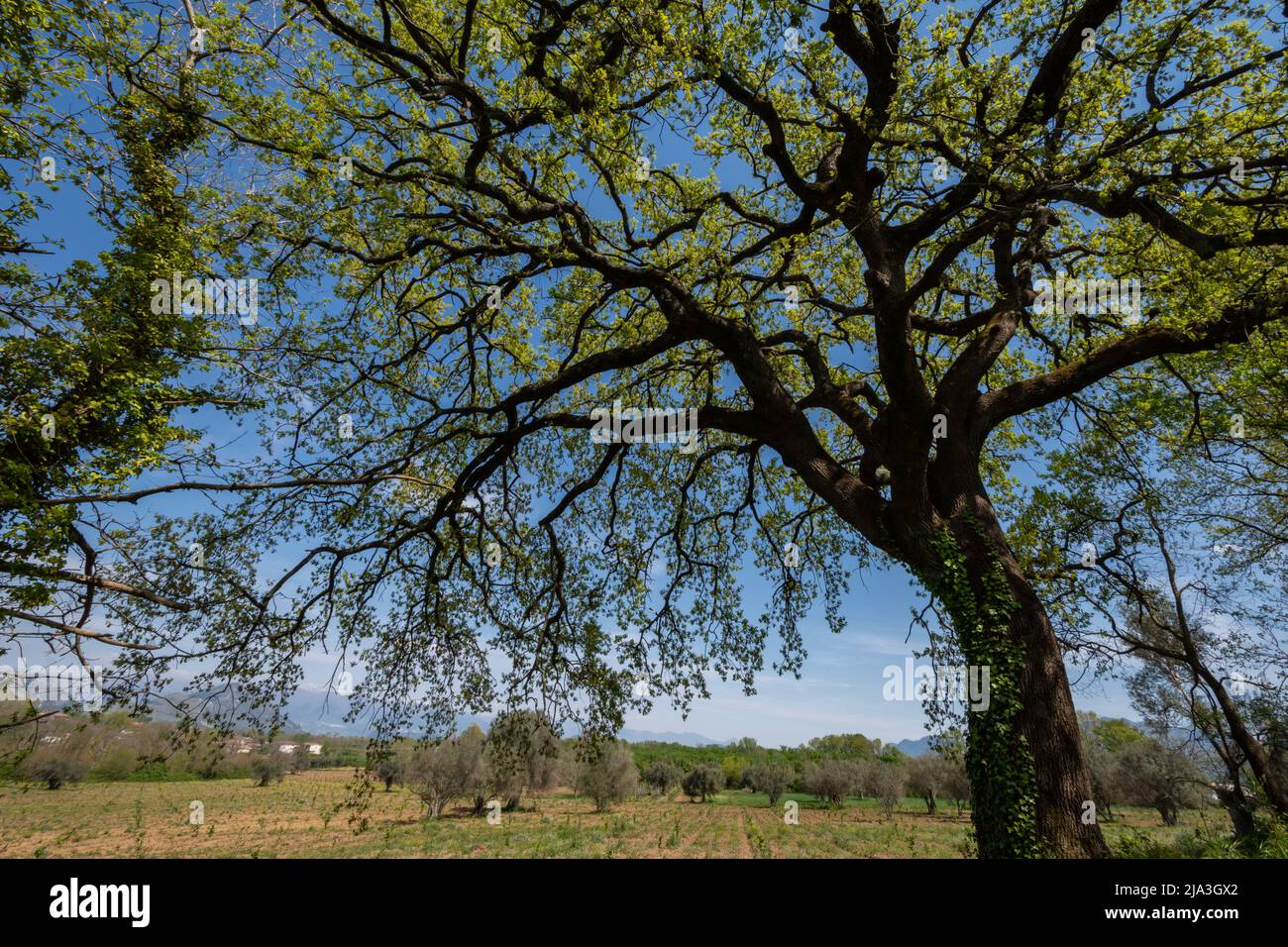 Oak tree. Quercus is a genus of plants belonging to the Fagaceae family ...