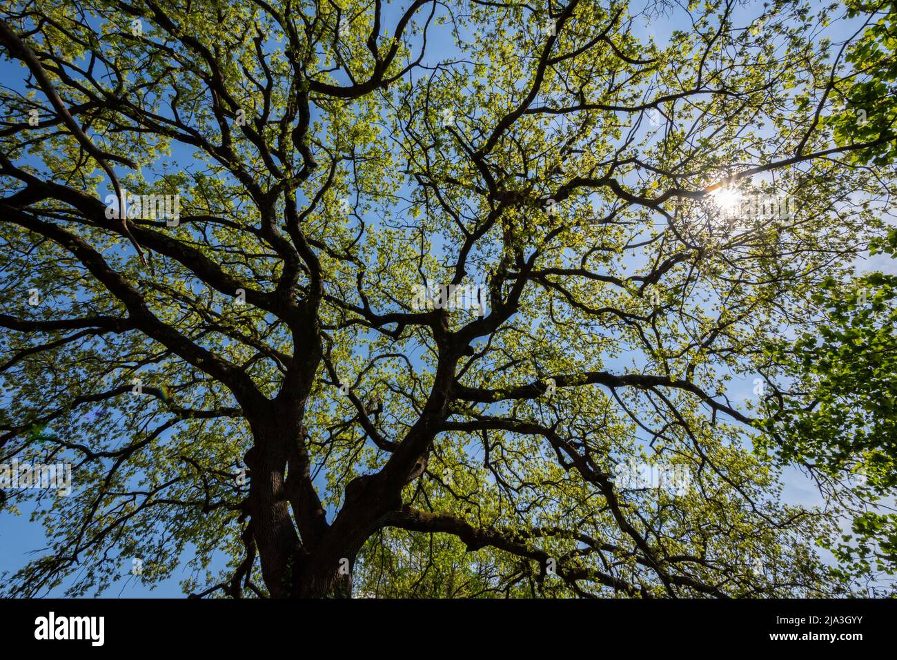Oak tree. Quercus is a genus of plants belonging to the Fagaceae family ...
