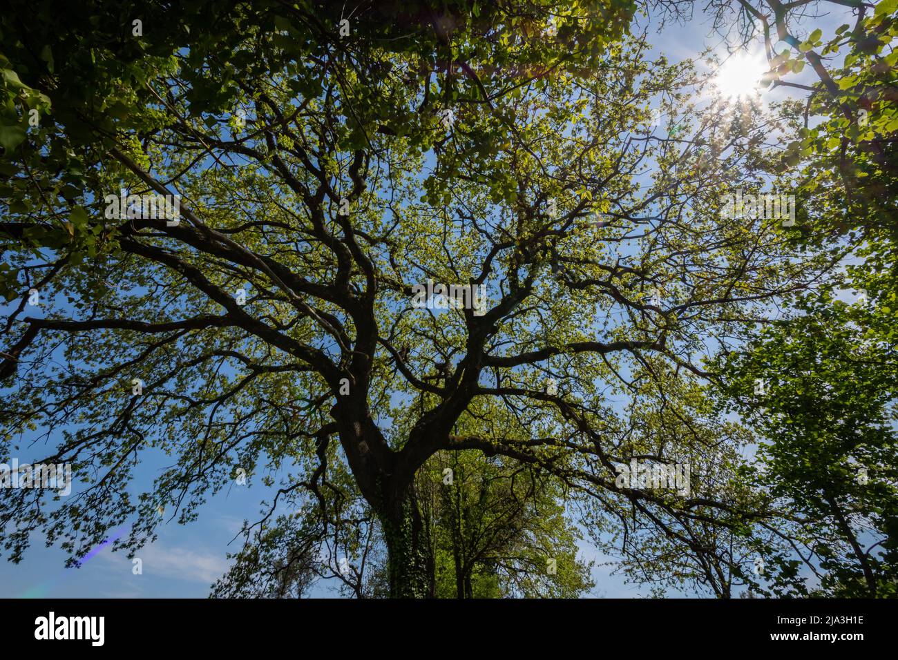Oak tree. Quercus is a genus of plants belonging to the Fagaceae family ...