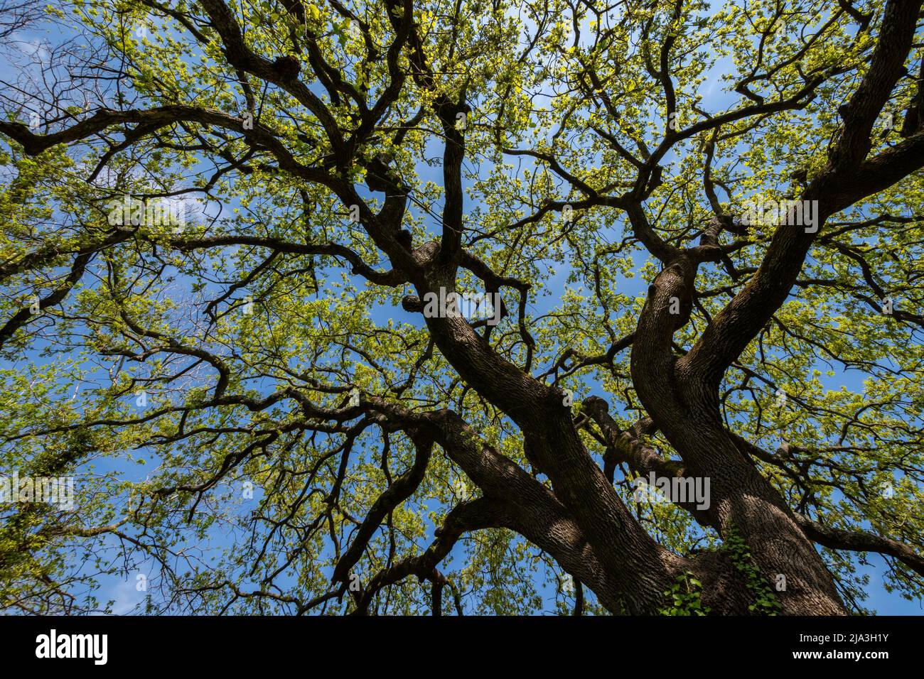 Oak tree. Quercus is a genus of plants belonging to the Fagaceae family ...