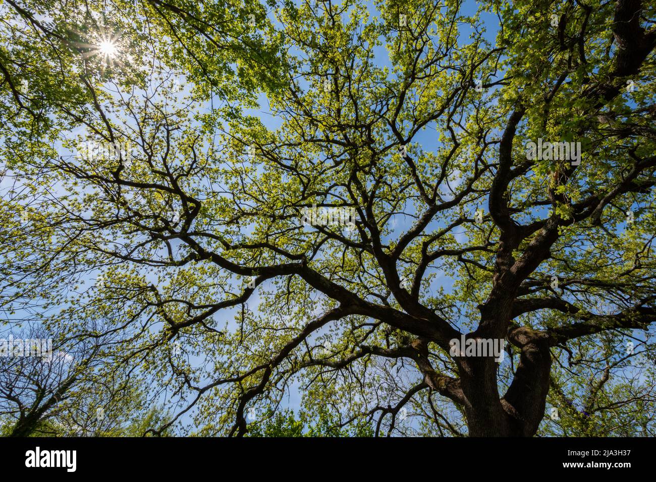 Oak tree. Quercus is a genus of plants belonging to the Fagaceae family ...