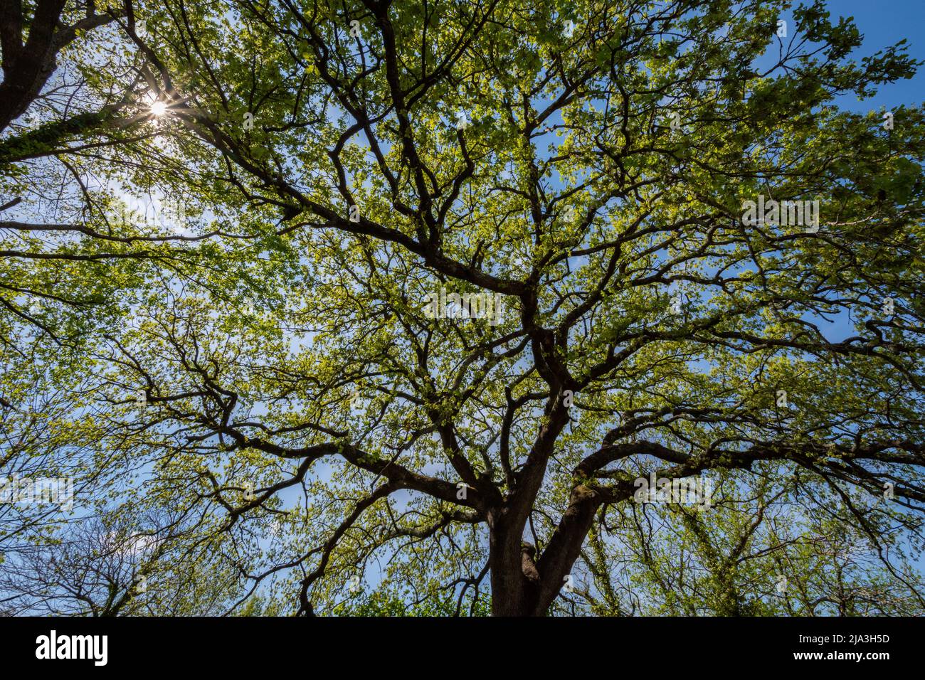 Oak tree. Quercus is a genus of plants belonging to the Fagaceae family ...
