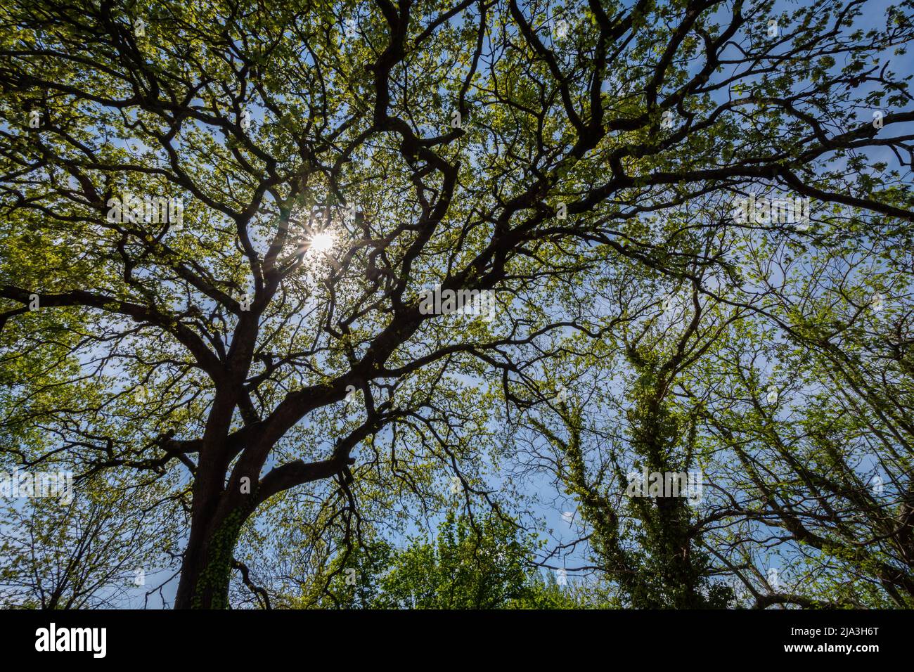Oak tree. Quercus is a genus of plants belonging to the Fagaceae family ...