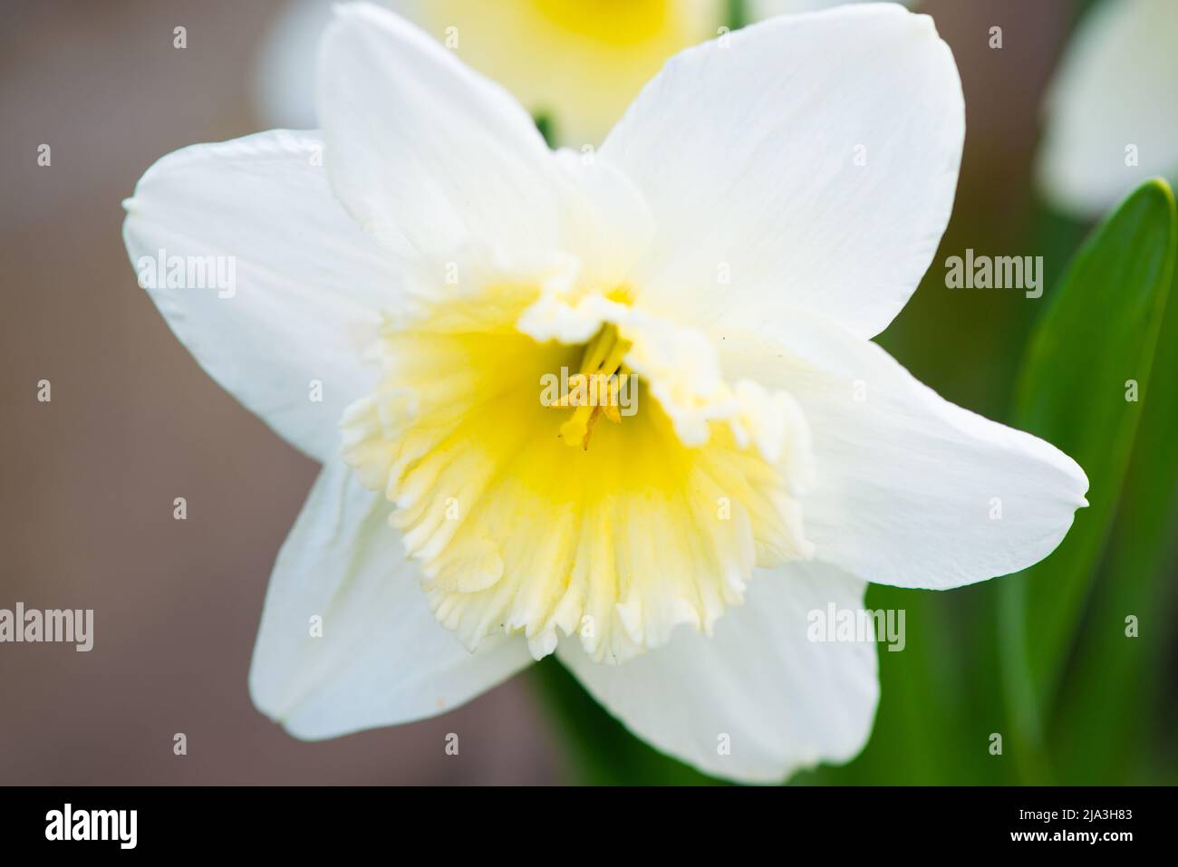 One very beautiful white narcissus flower with white and yellow petals ...
