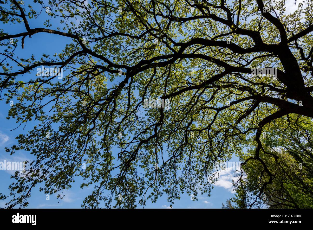 Oak tree. Quercus is a genus of plants belonging to the Fagaceae family ...