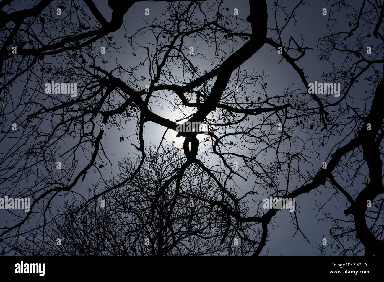 Oak tree. Quercus is a genus of plants belonging to the Fagaceae family ...