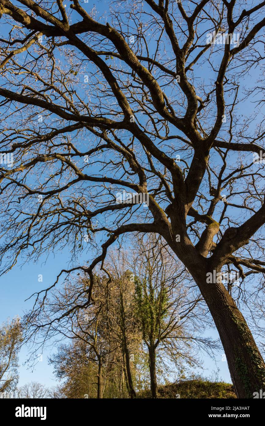 Oak tree. Quercus is a genus of plants belonging to the Fagaceae family ...
