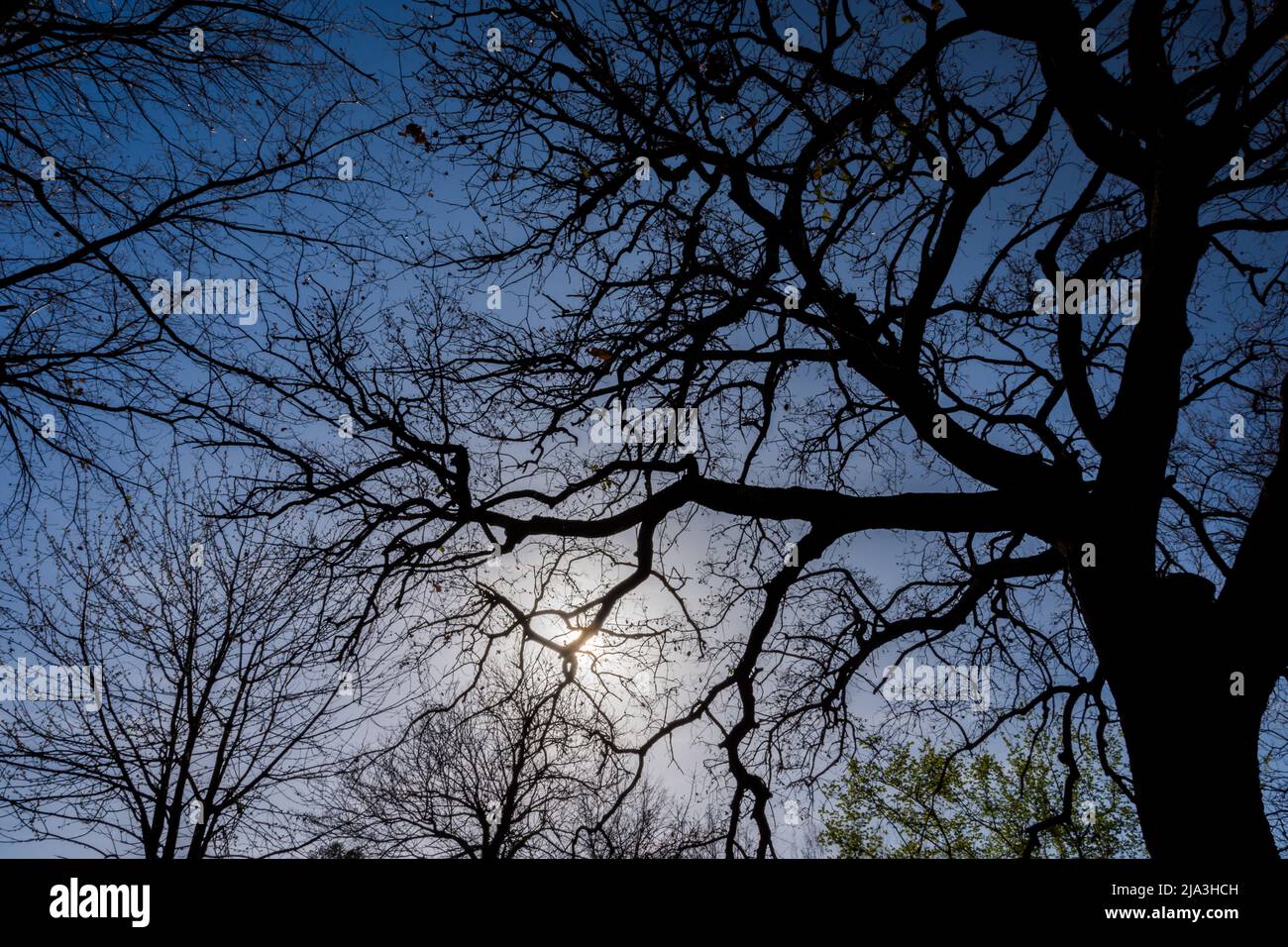 Oak tree. Quercus is a genus of plants belonging to the Fagaceae family ...