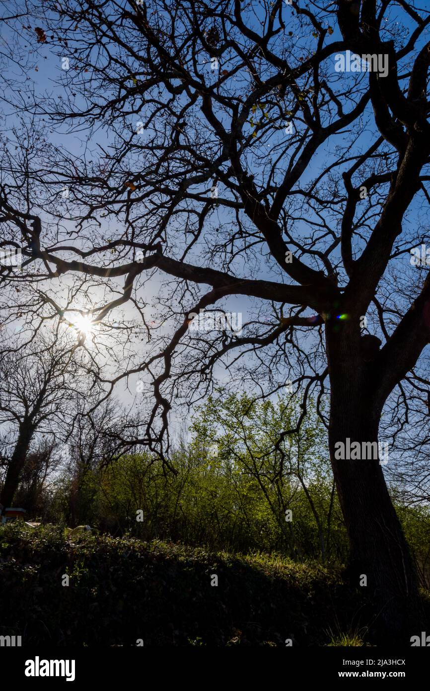 Oak tree. Quercus is a genus of plants belonging to the Fagaceae family ...
