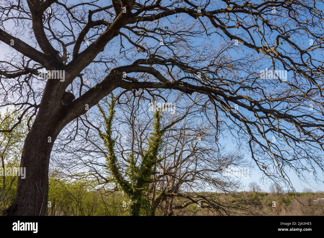 Oak tree. Quercus is a genus of plants belonging to the Fagaceae family ...