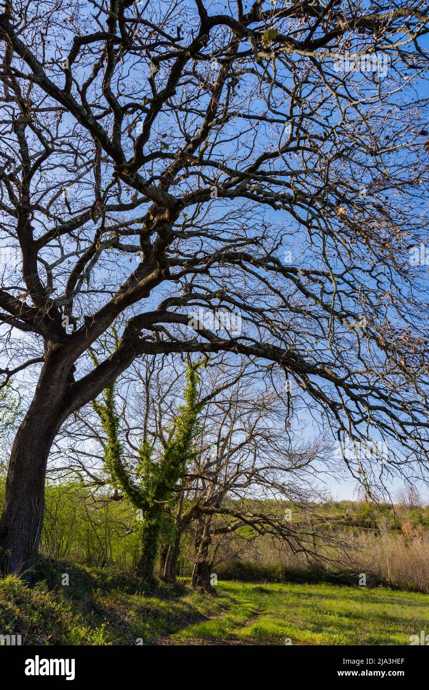 Oak tree. Quercus is a genus of plants belonging to the Fagaceae family ...